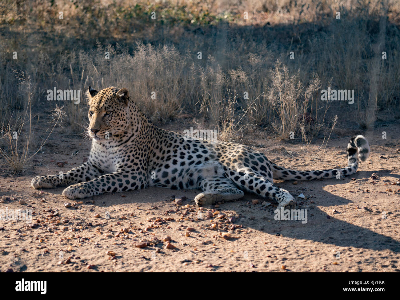 Leopard lying down in the dirt in Namibia Stock Photo - Alamy