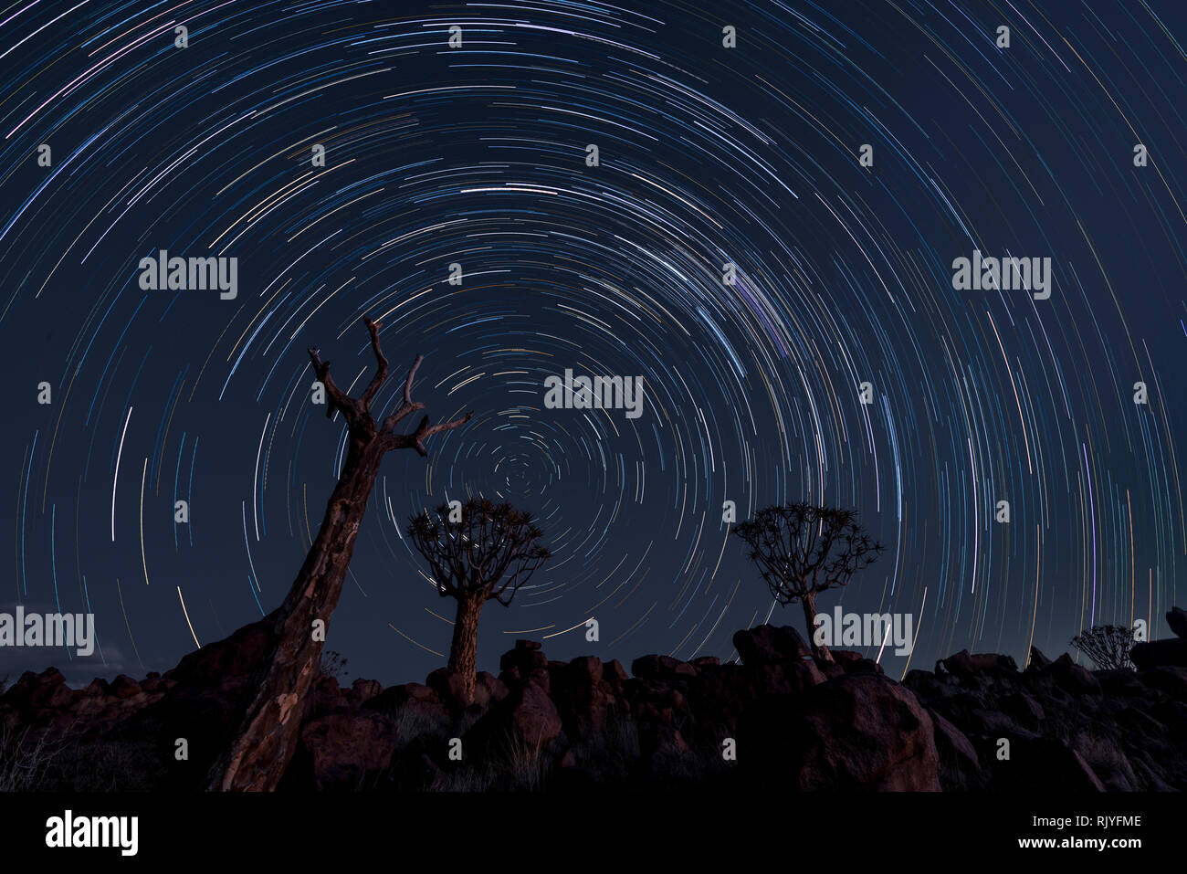Star trails circle over quiver trees in Namibia Stock Photo - Alamy
