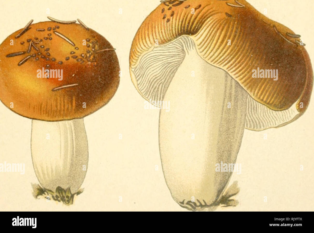 Russula rubra hi-res stock photography and images - Alamy