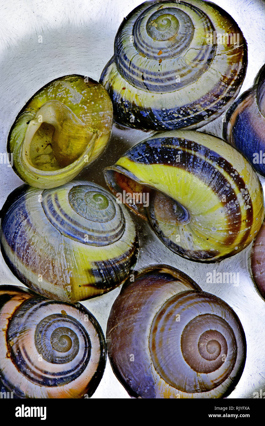 Six small sea snails against muted background Stock Photo - Alamy
