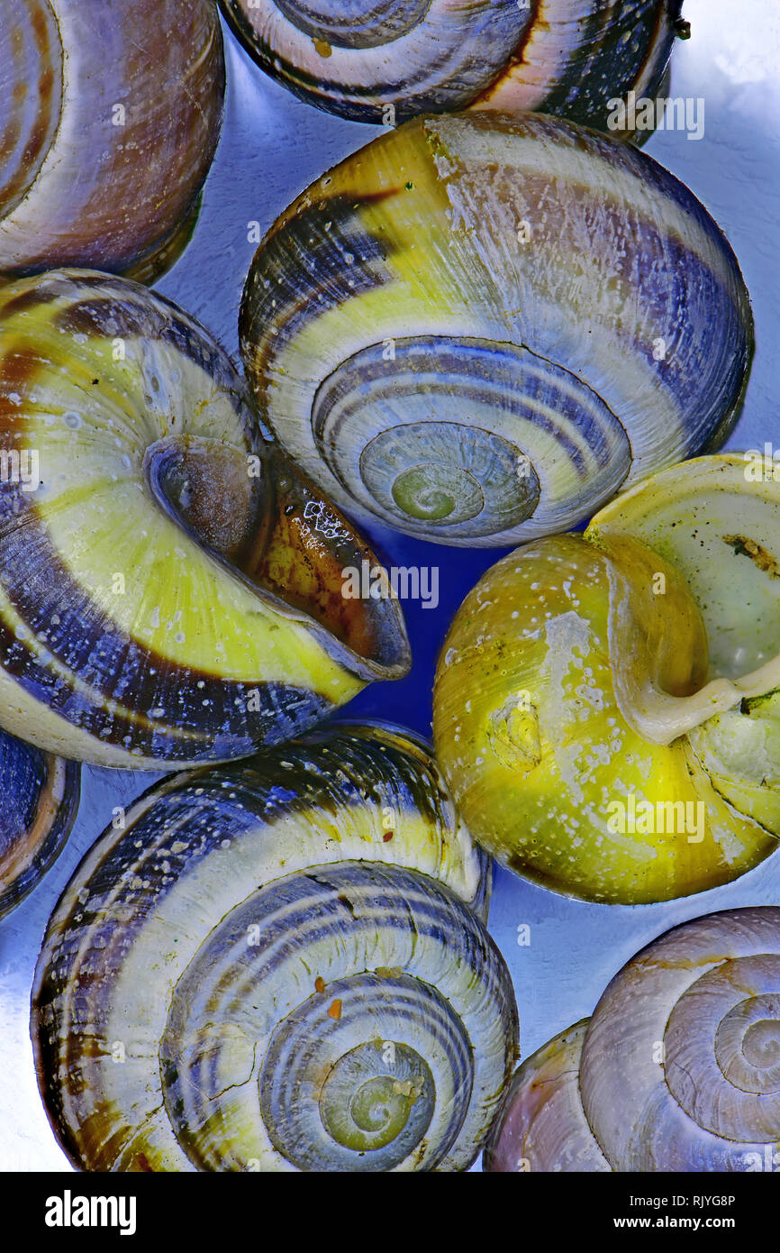 Smooth periwinkle hi-res stock photography and images - Alamy