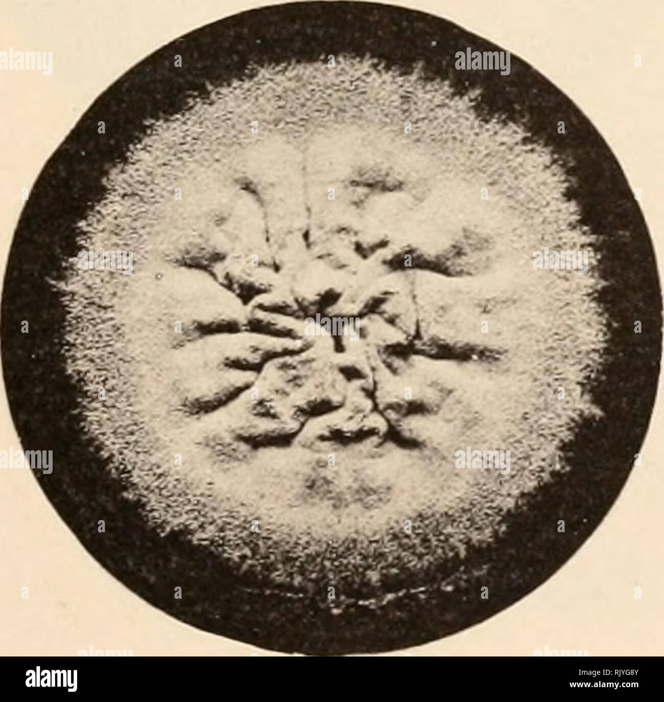 423 ces hi-res stock photography and images - Alamy