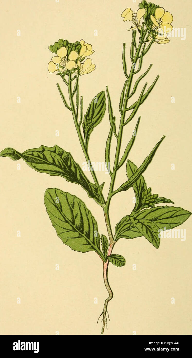 Seneve sauvage hi-res stock photography and images - Alamy