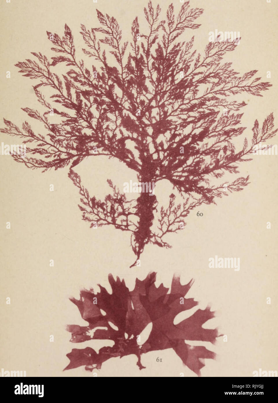 Algues marines hi-res stock photography and images - Alamy