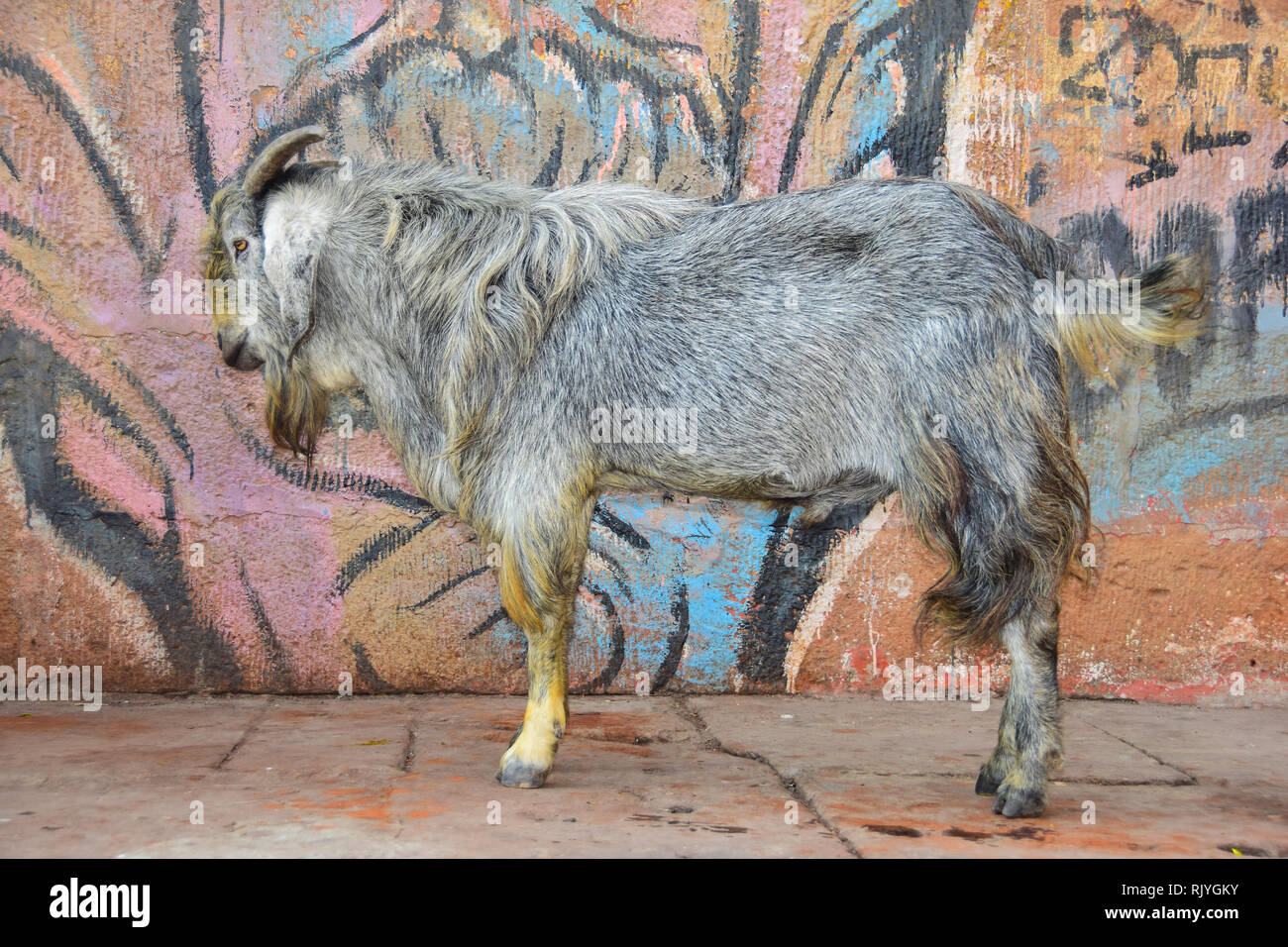 Goats in Varanasi, India against colourful murals Stock Photo - Alamy