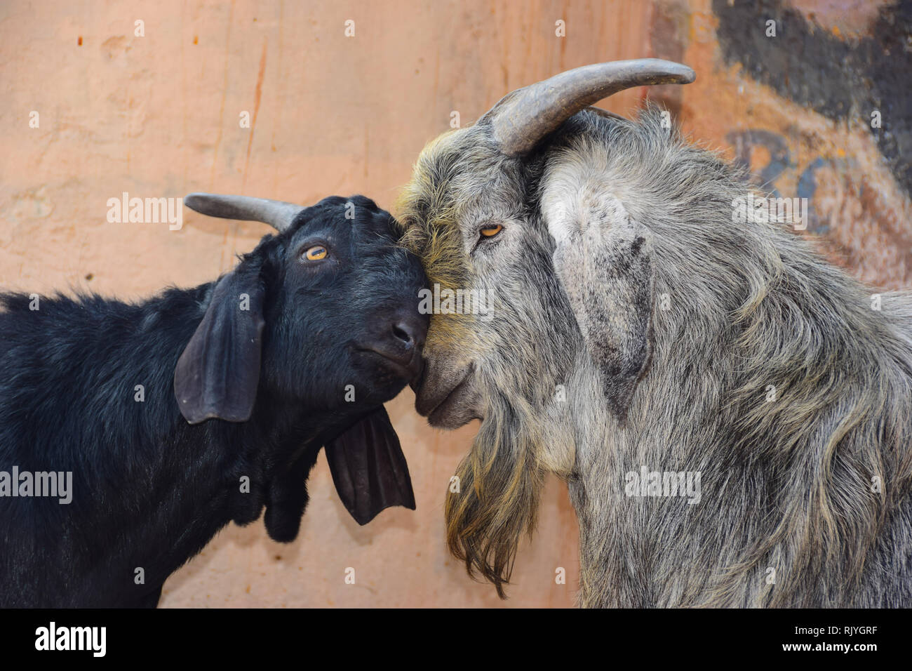 Goats in Varanasi, India against colourful murals Stock Photo - Alamy