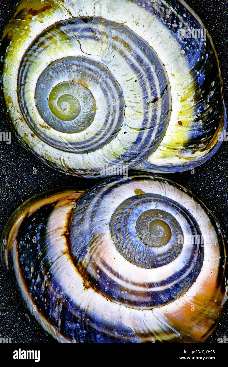 Gastropod mollusk periwinkle hi-res stock photography and images - Alamy