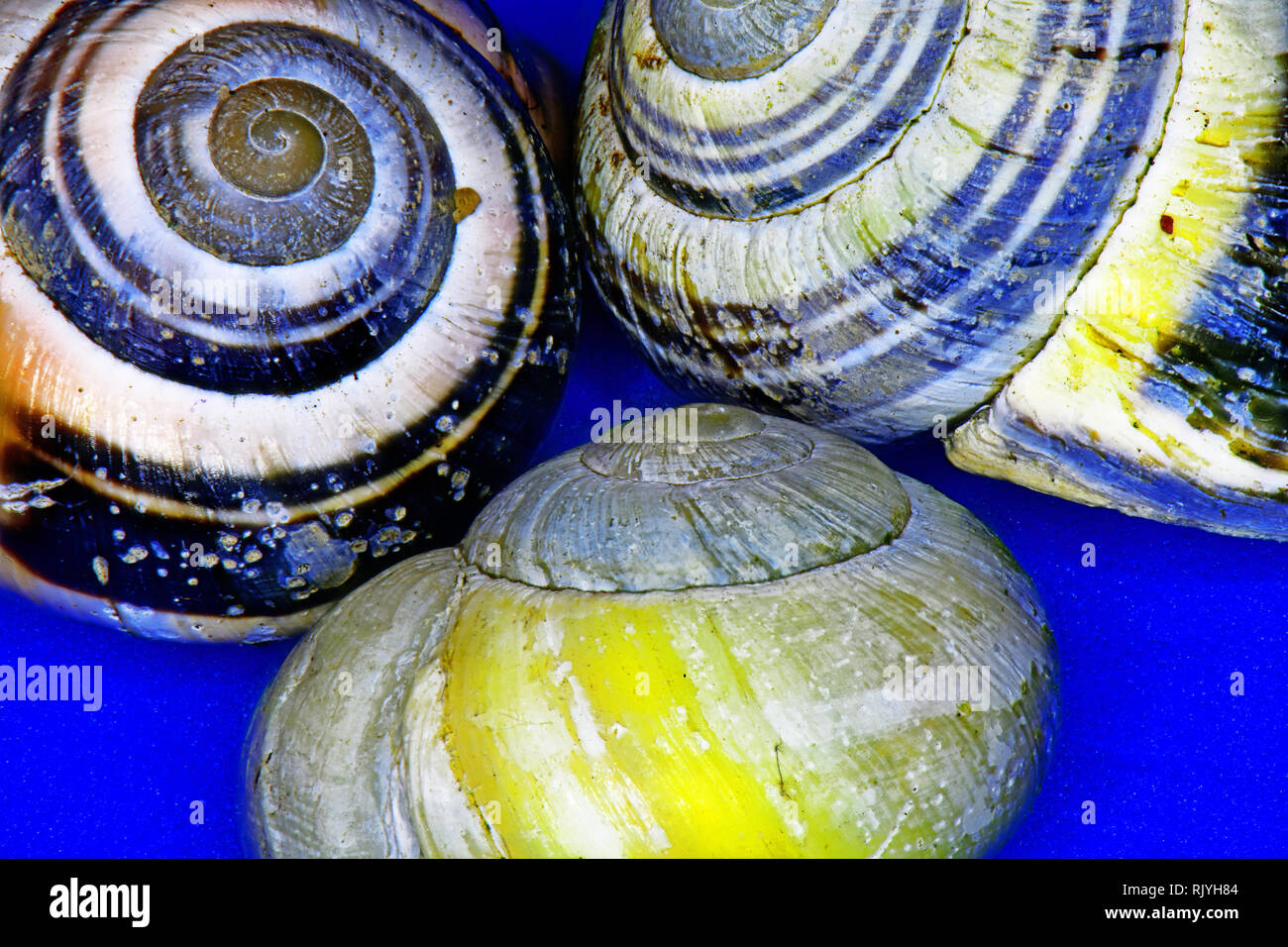Gastropod mollusk periwinkle hi-res stock photography and images - Alamy