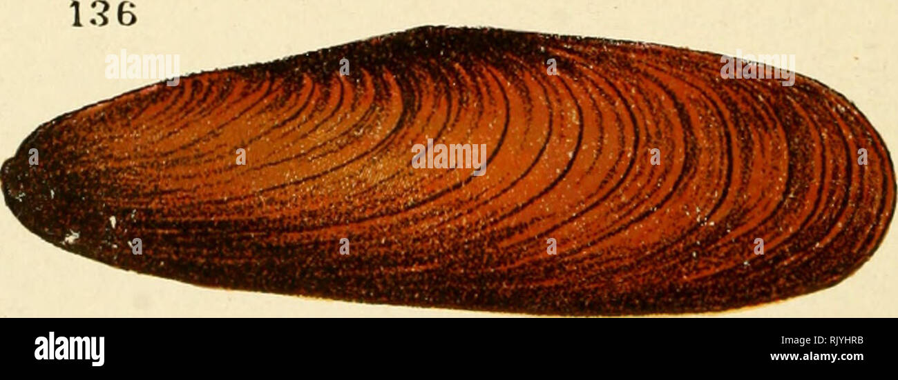 Lithophagus hi-res stock photography and images - Alamy