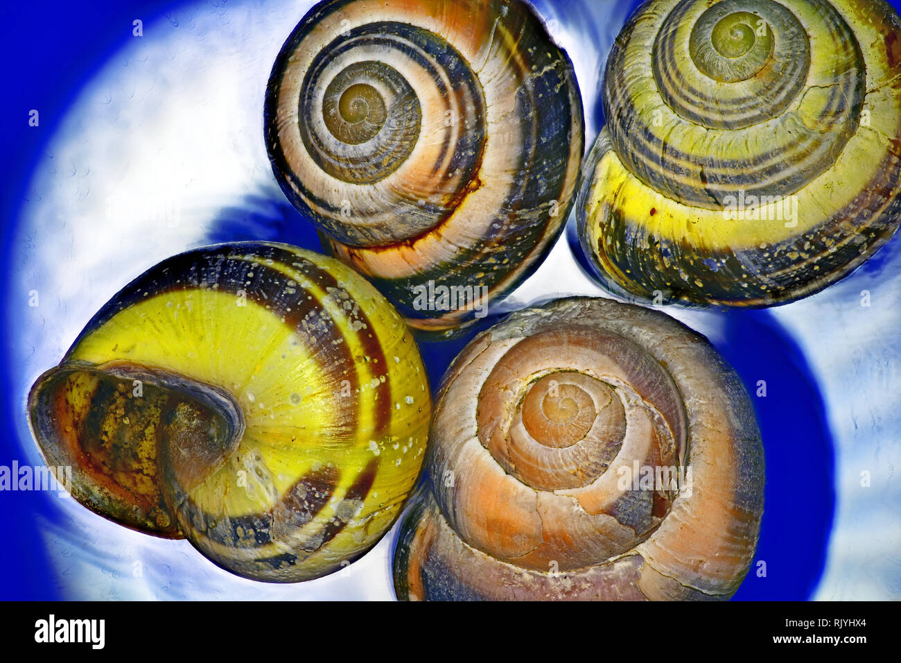 Four small sea snails against blue background Stock Photo - Alamy