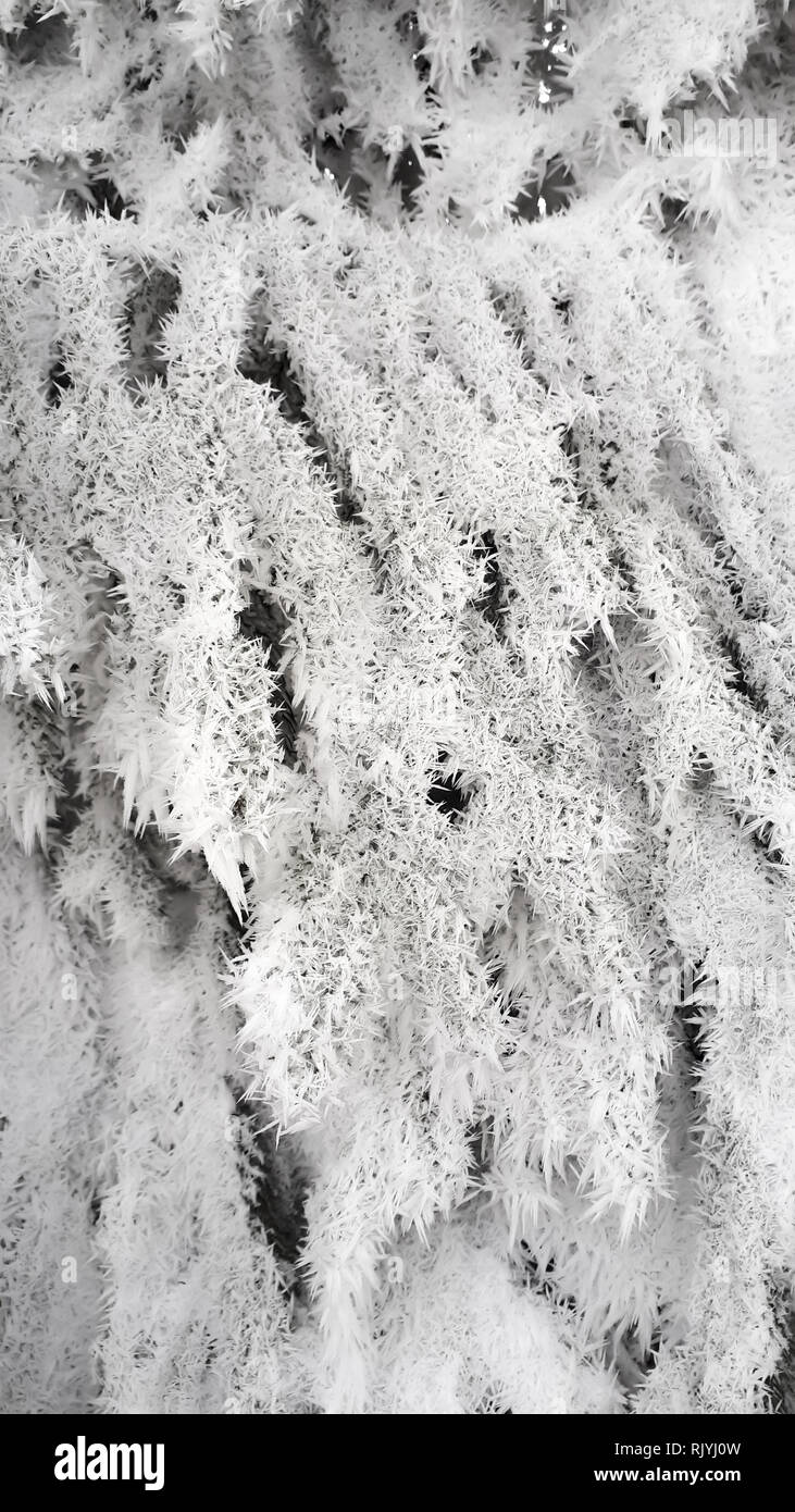 pointy white ice crystals on a conifer on a frosty winter day Stock ...
