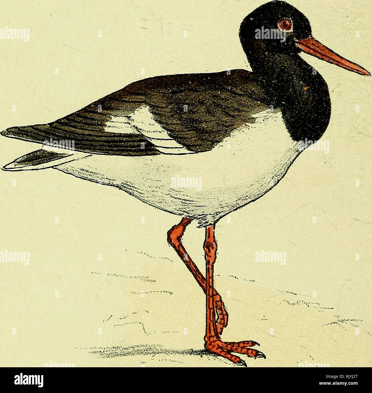 Pie de mer hi-res stock photography and images - Alamy