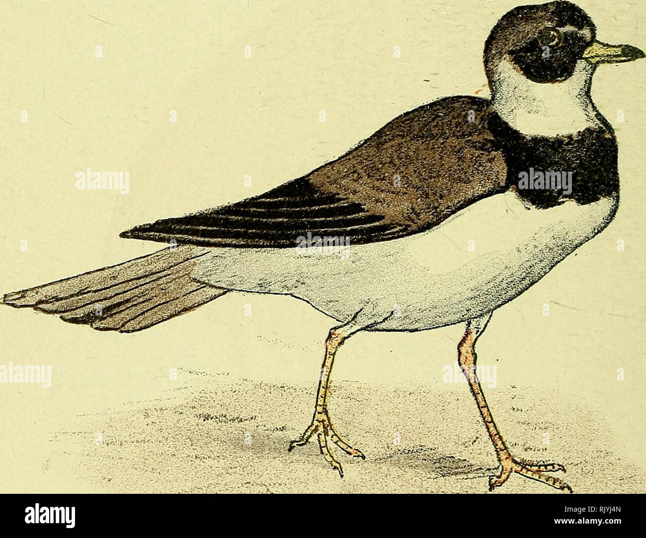 . Atlas de poche des oiseaux de France, Suisse, et Belgique, utiles ou ...