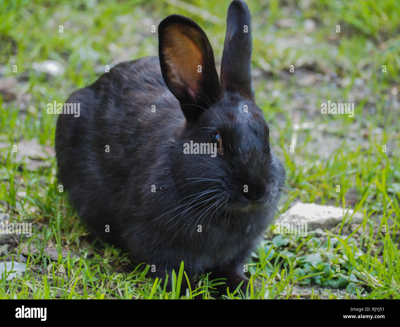Black bunny in grass Stock Photo - Alamy
