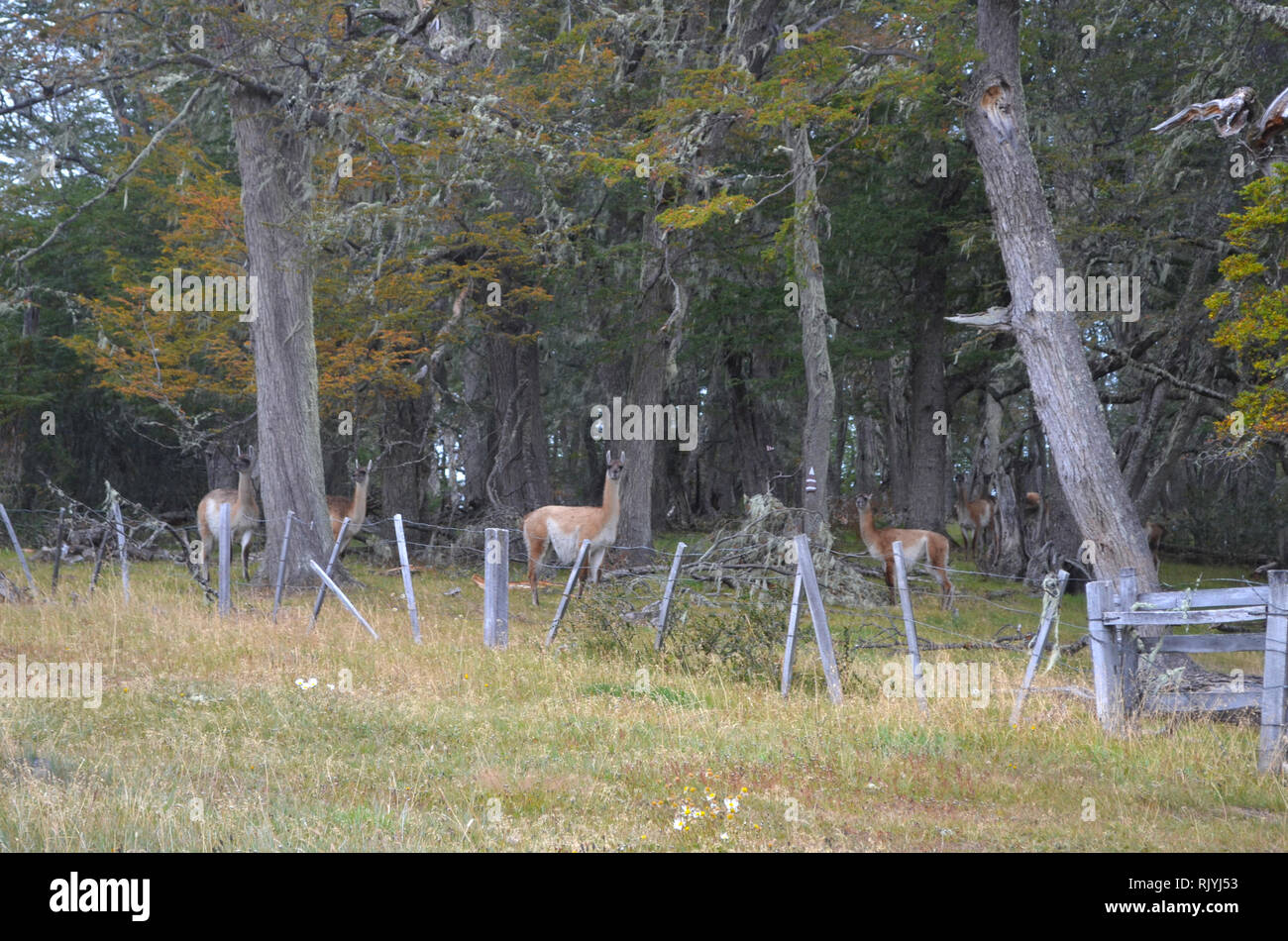 Guanacos in a Southern beech forest in Karukinka natural reserve ...