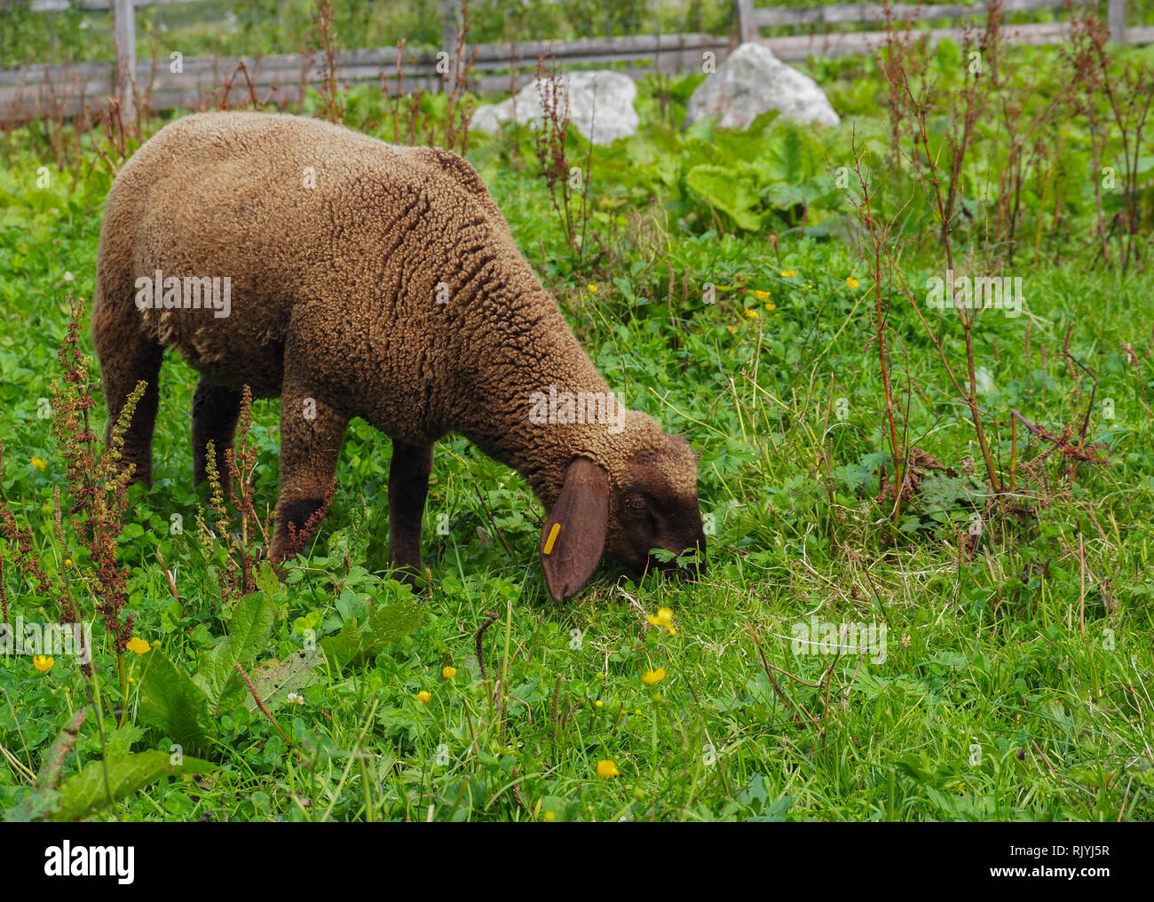 Young domestic sheep hi-res stock photography and images - Alamy