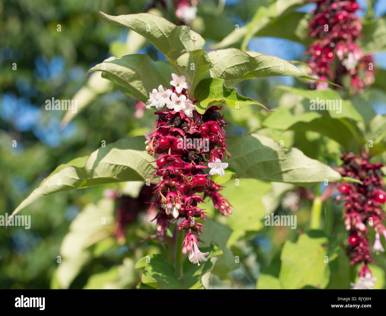 Bush honeysuckle hi-res stock photography and images - Alamy