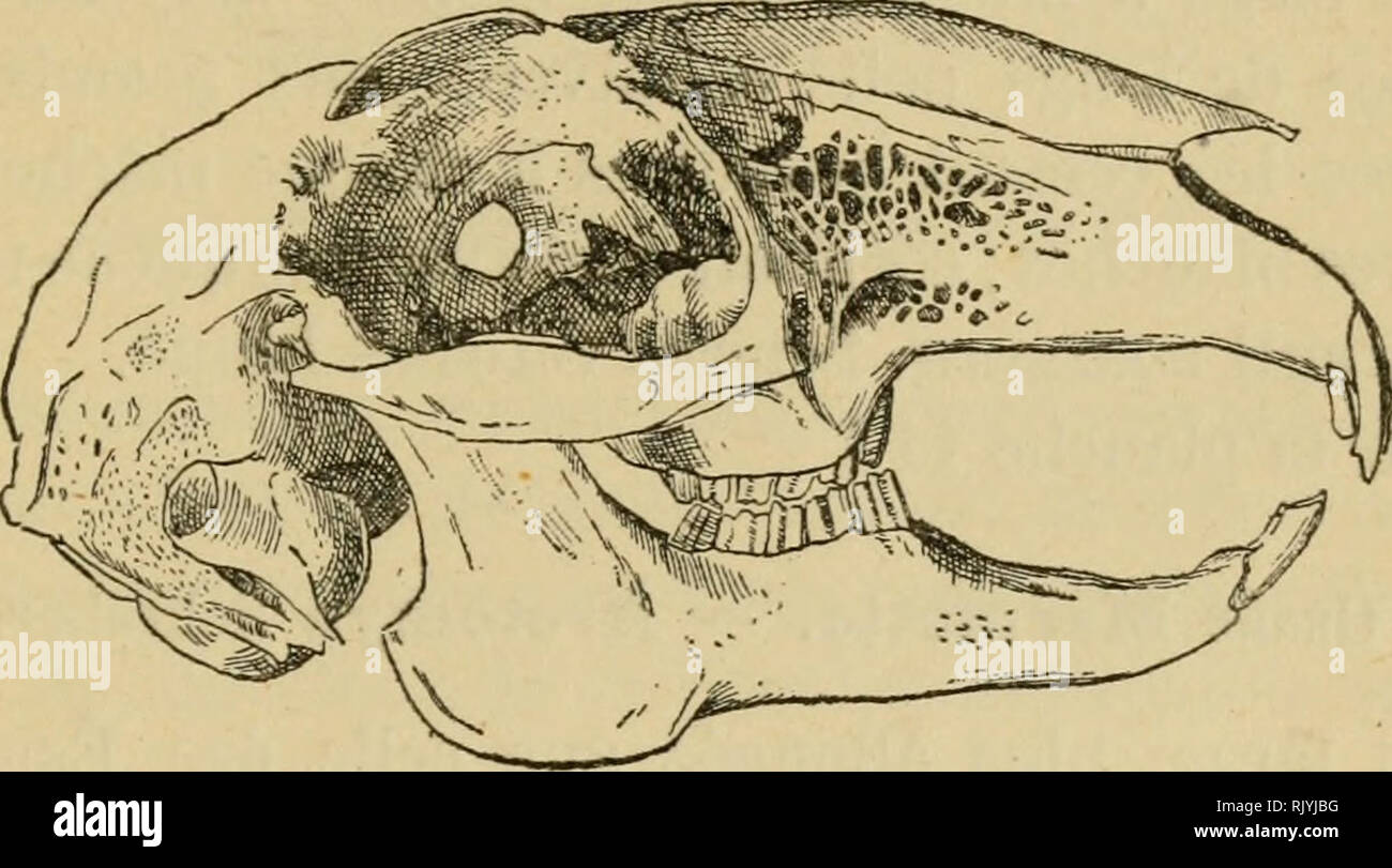 Rats queue hi-res stock photography and images - Alamy