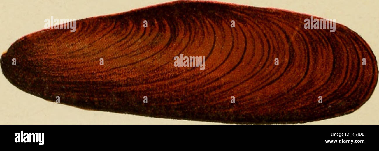 Arca barbata hi-res stock photography and images - Alamy