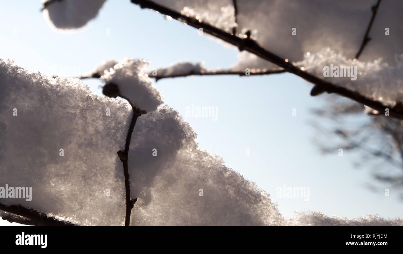 snow crystals on boughs with translucent snow and clear sky in the ...