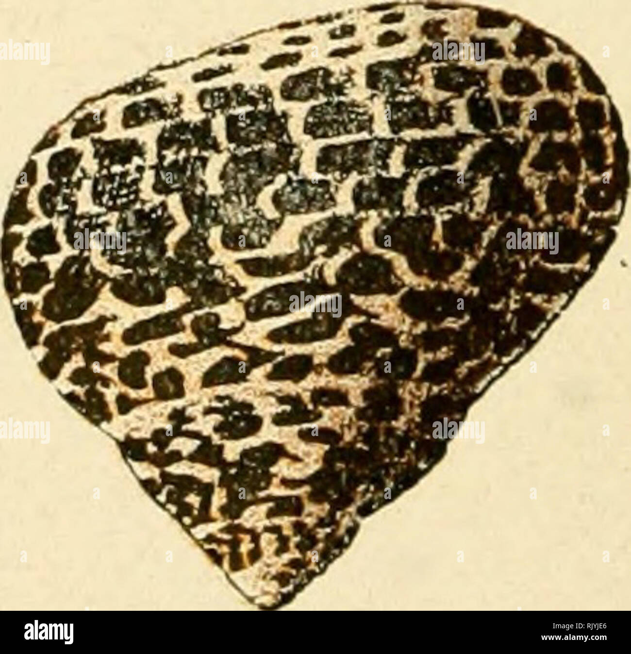 Cruciatus hi-res stock photography and images - Alamy