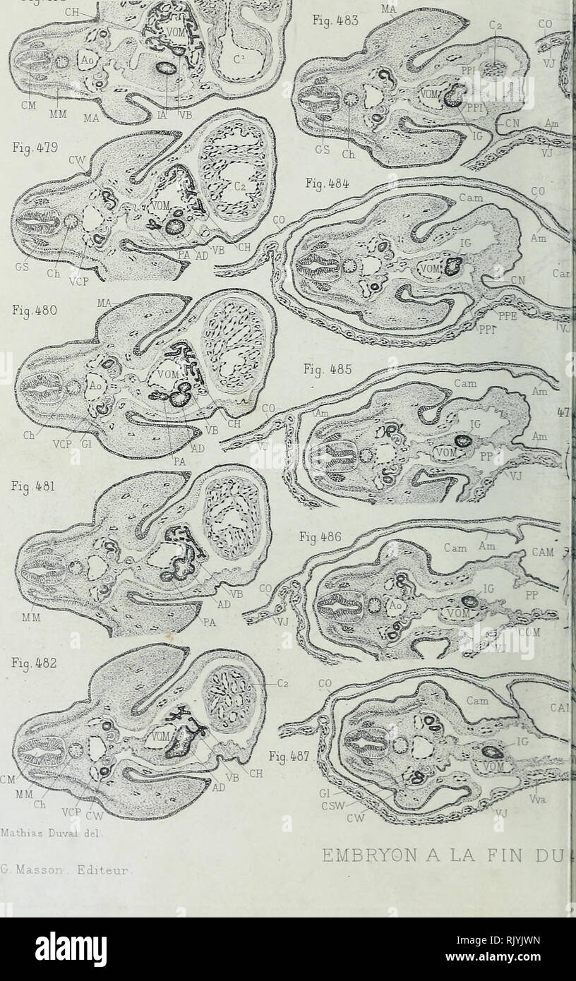 . Atlas d'embryologie. Embryology. Mathias Duval Atlas d'Embryologie ...