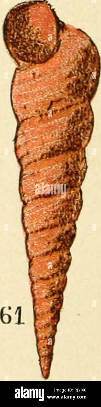 Turritella communis hi-res stock photography and images - Alamy
