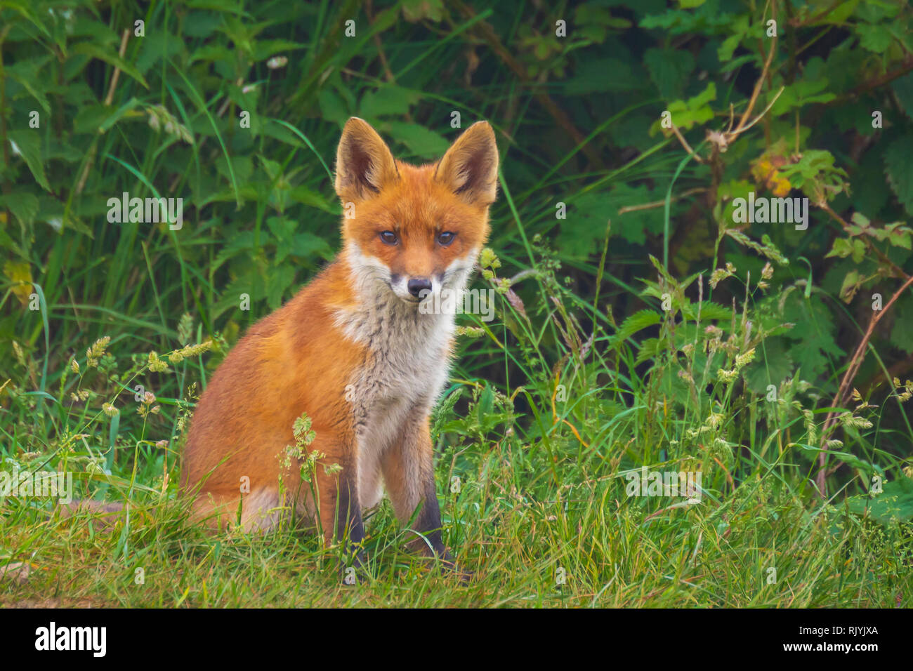Juvenile red fox hi-res stock photography and images - Alamy