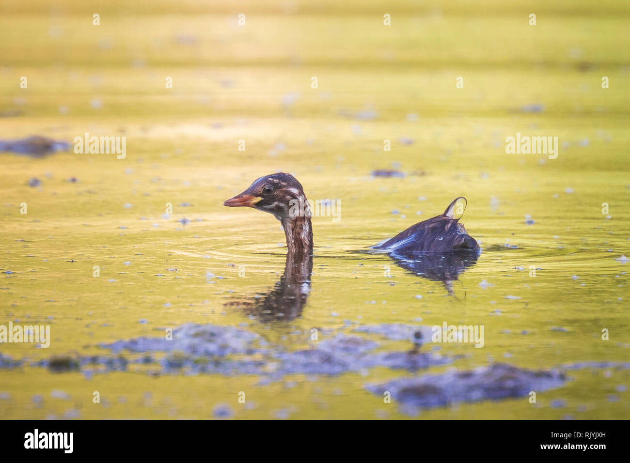Close-up of a juvenile little grebe (Tachybaptus ruficollis) chick ...