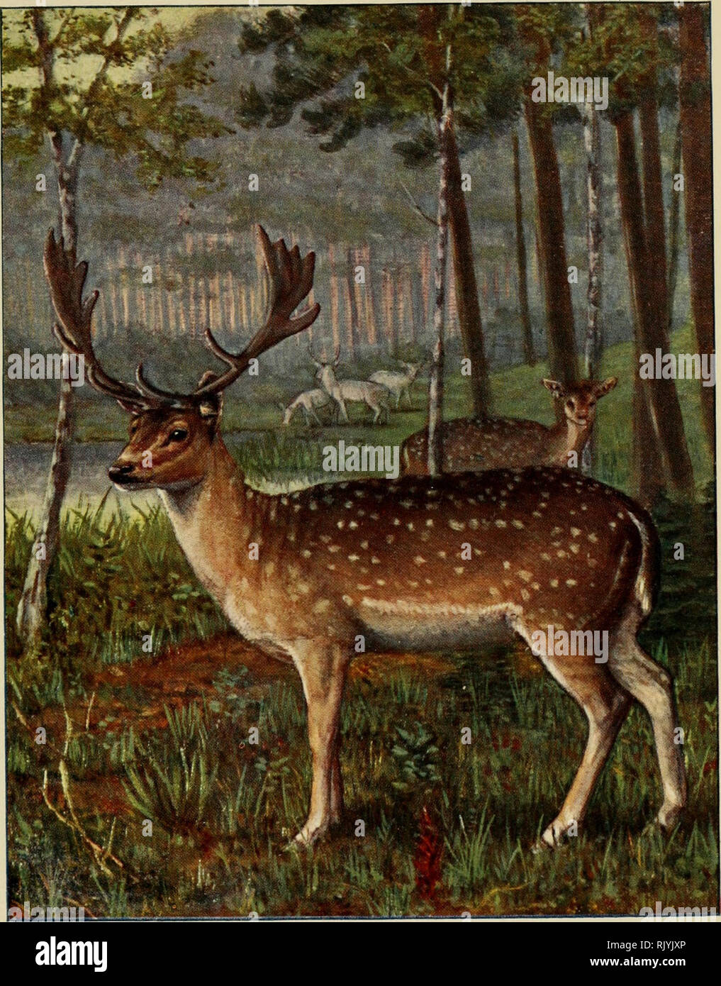 Daim cerf hi-res stock photography and images - Alamy