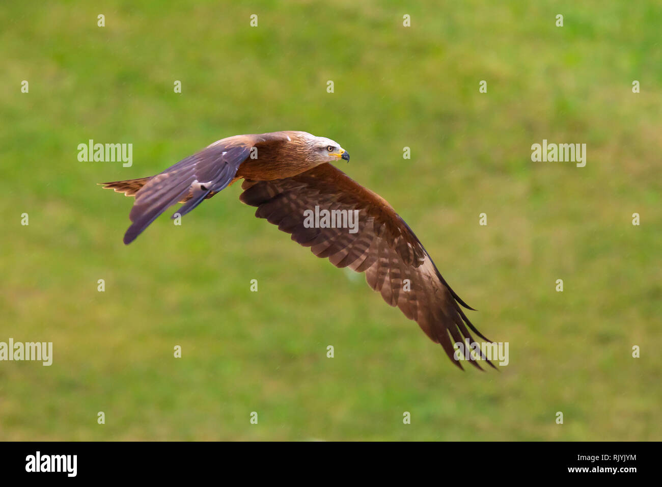 Black kite Milvus migrans predatory bird in flight, hunting on a sunny ...