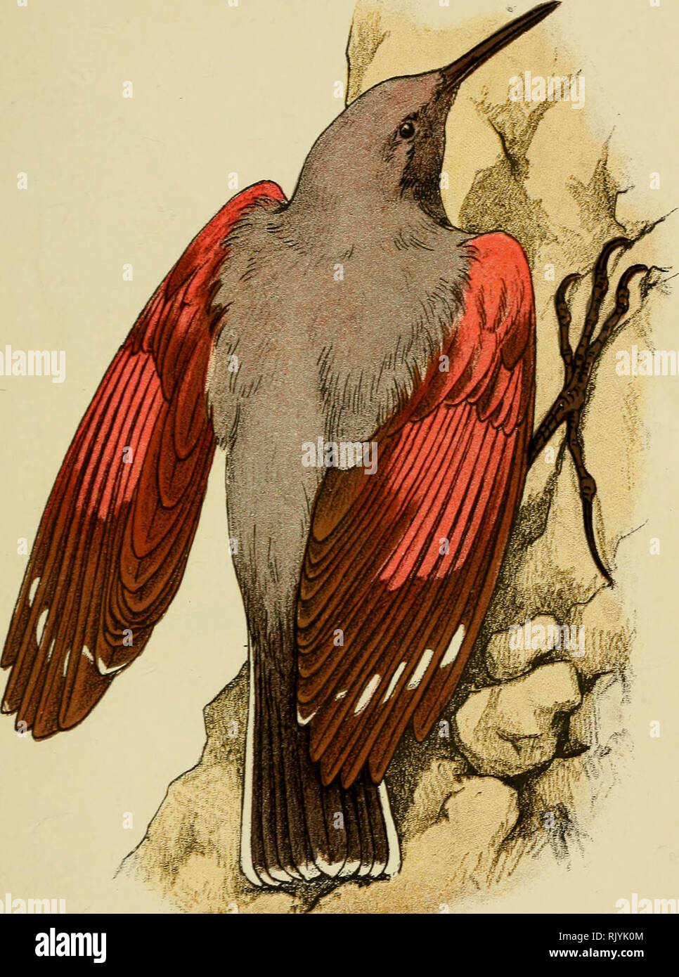 Echelette hi-res stock photography and images - Alamy