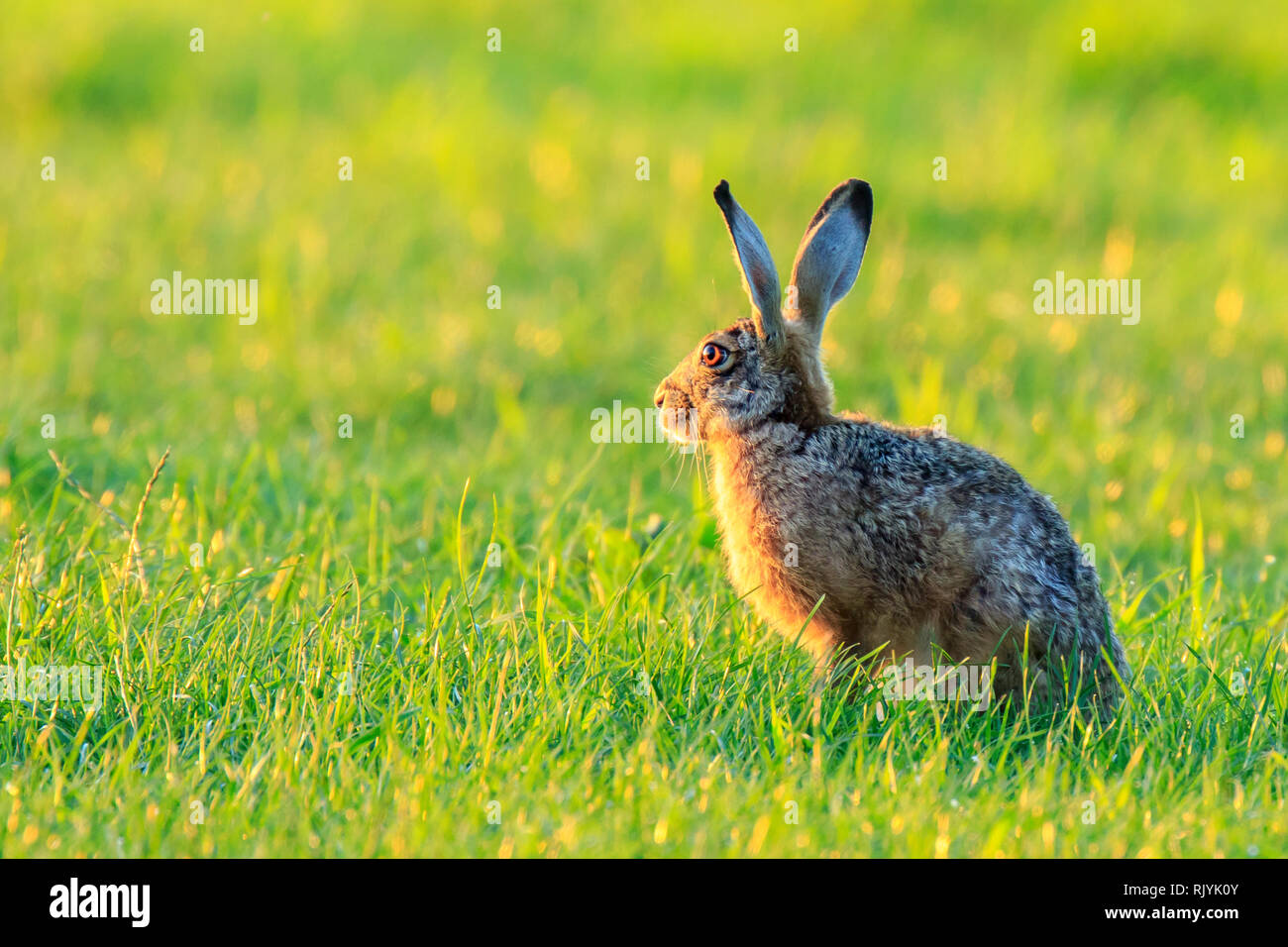 Rabbit on the green grass hi-res stock photography and images - Alamy