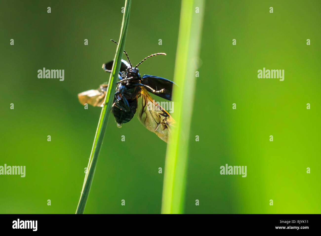 Closeup of a small alder leaf beetle, agelastica alni, insect climbing ...