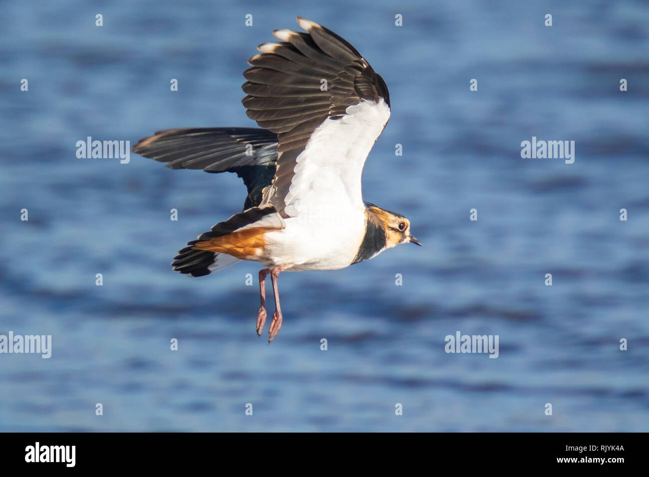 Lapwing peewit bird hi-res stock photography and images - Alamy
