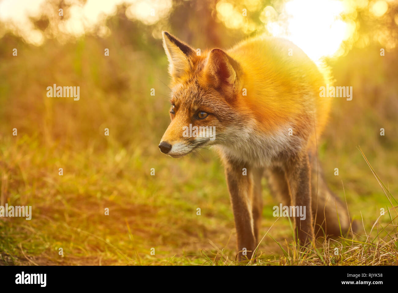 Wild young red fox (vulpes vulpes) vixen scavenging in a forest and dunes during sunset Stock ...