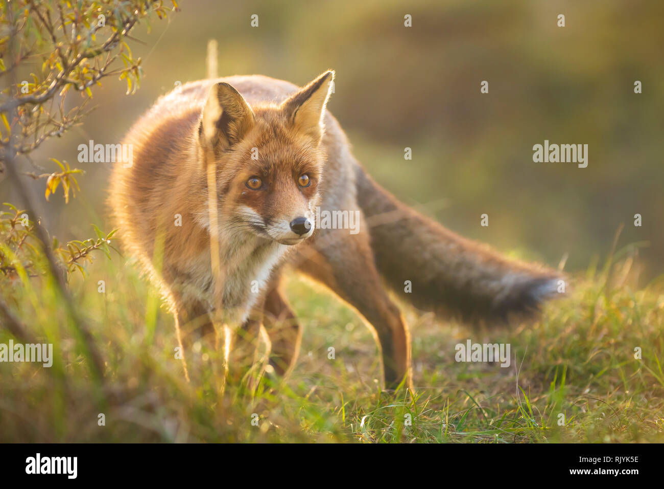 Wild young red fox (vulpes vulpes) vixen scavenging in a forest and dunes during sunset Stock ...