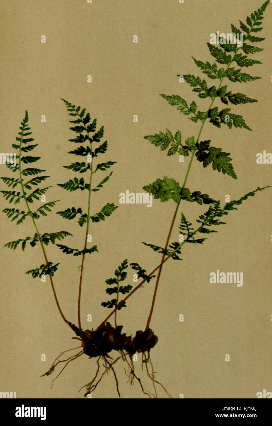 Bladder fern hi-res stock photography and images - Alamy