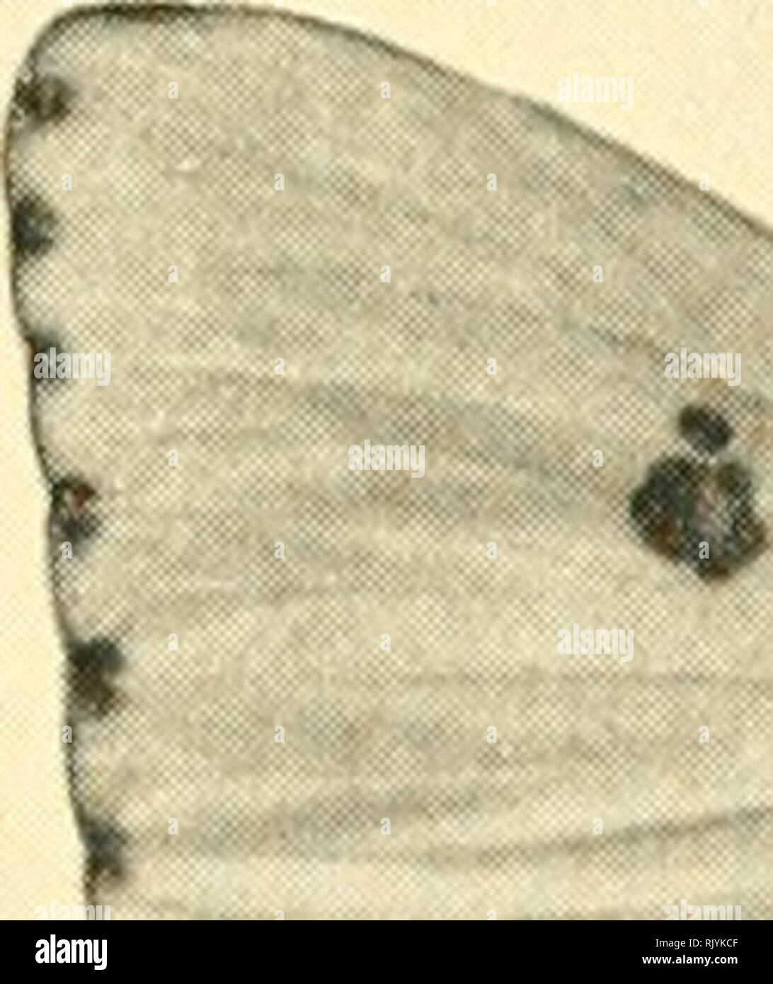 Faint yellow spots hi-res stock photography and images - Alamy