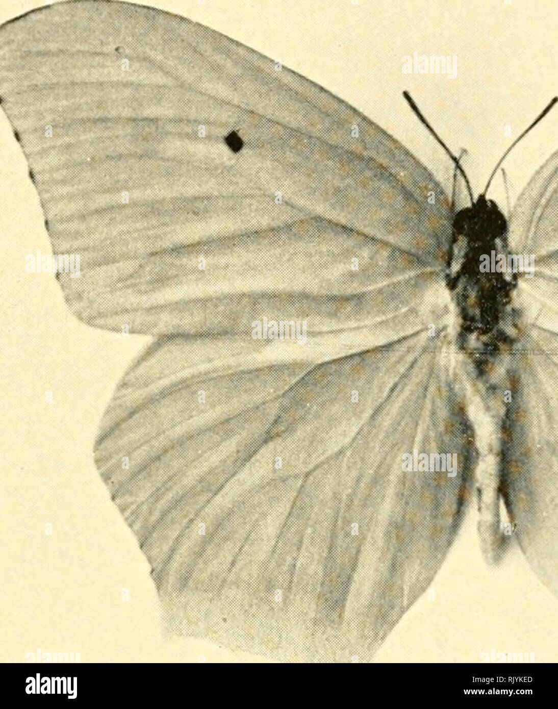 Faint yellow spots hi-res stock photography and images - Alamy