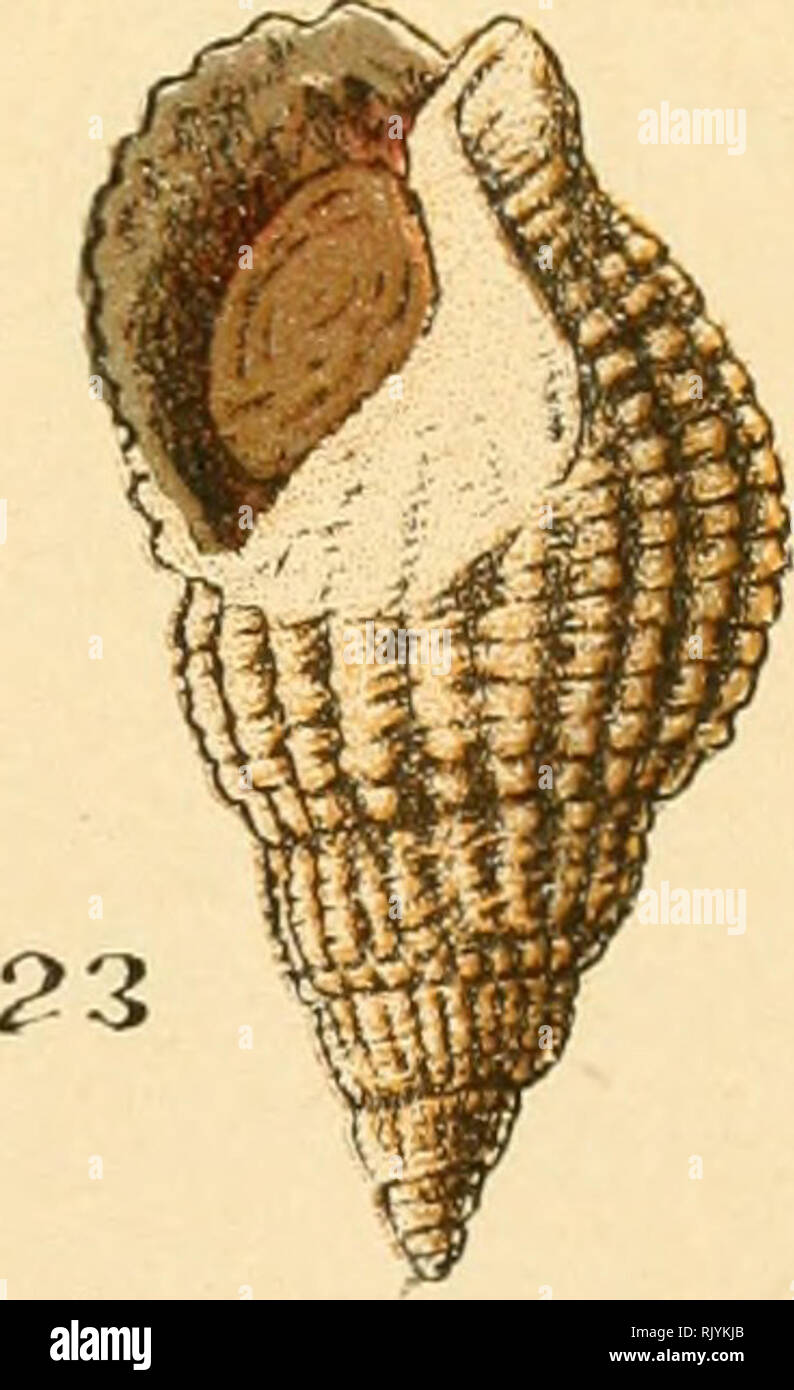 Nassa reticulata hi-res stock photography and images - Alamy