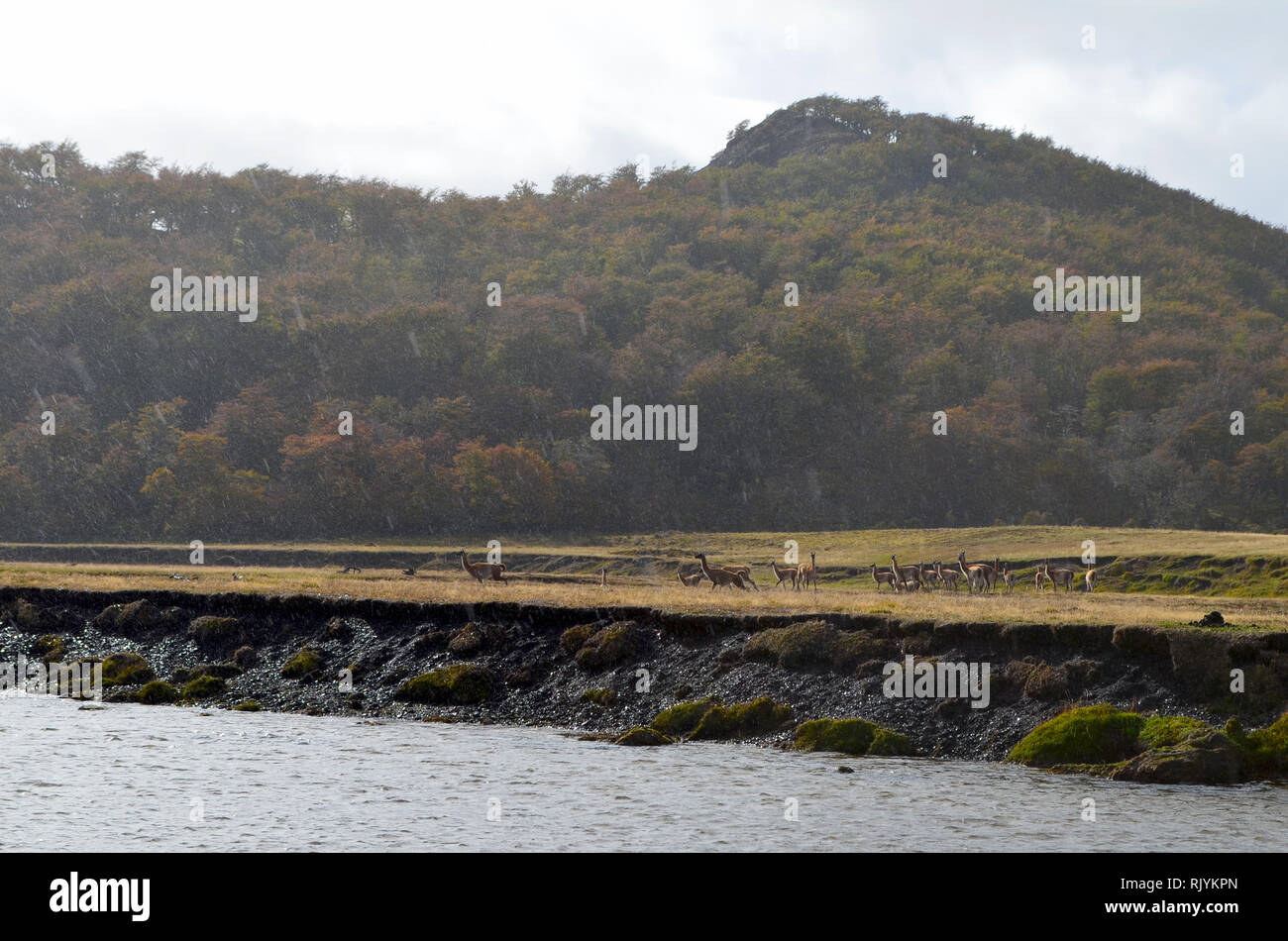 Herd of guanacos crossing a river in Karukinka natural reserve, Tierra ...