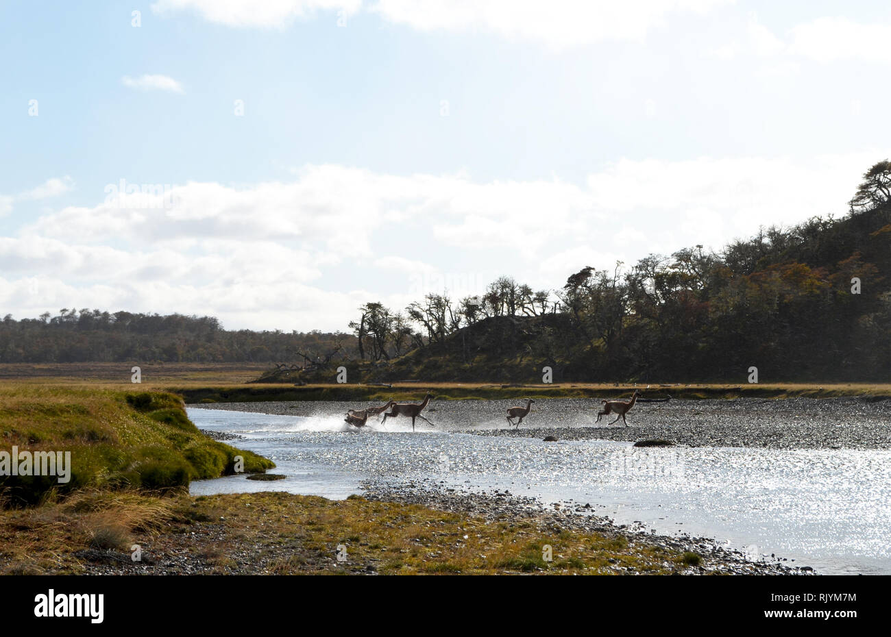 Herd of guanacos crossing a river in Karukinka natural reserve, Tierra ...