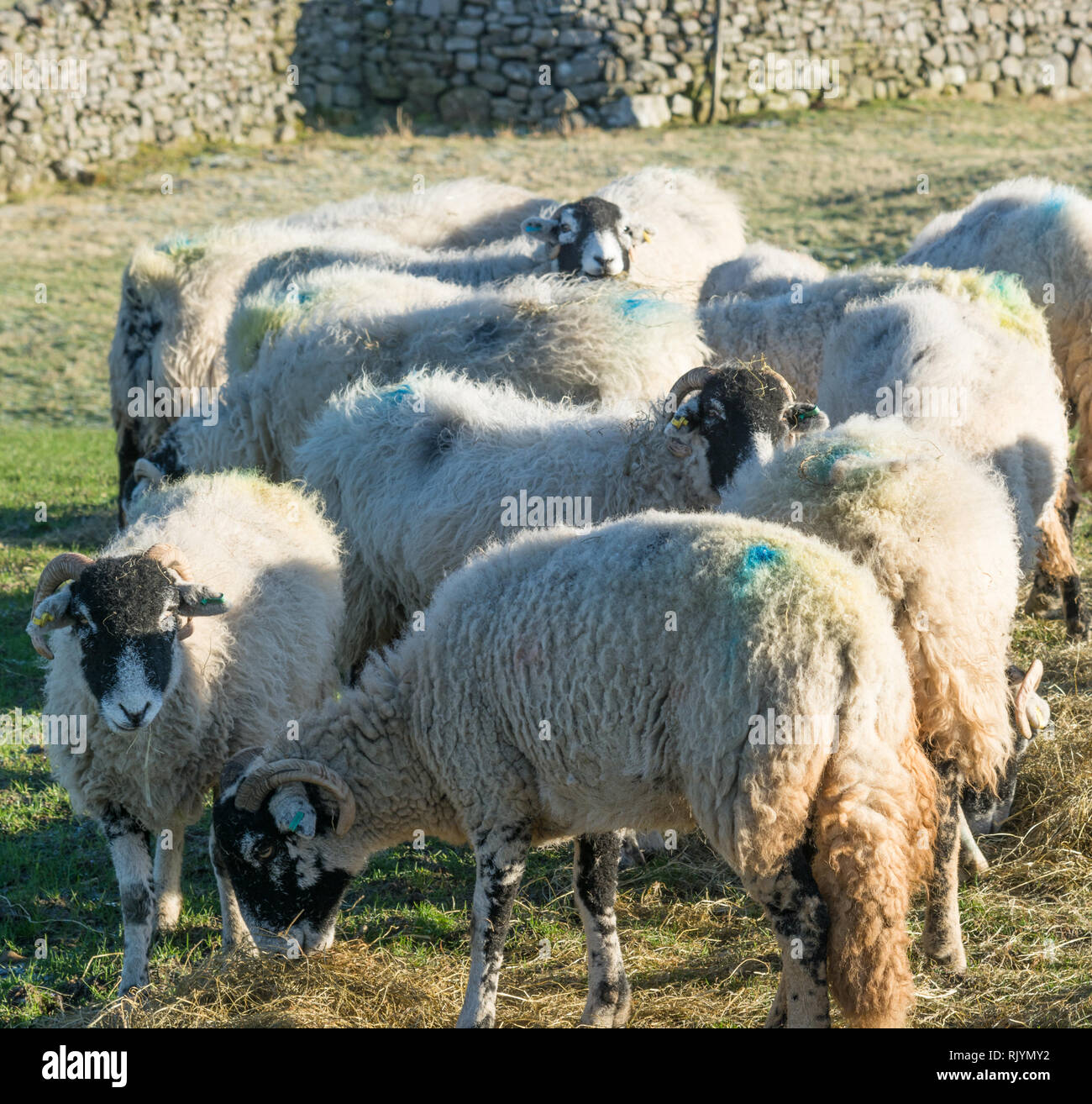 English lamb group hi-res stock photography and images - Alamy
