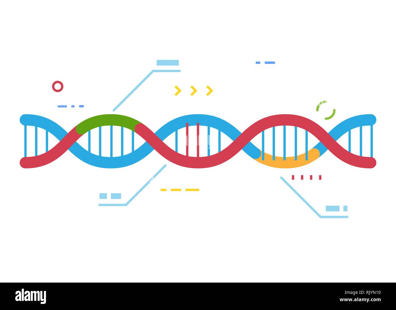 Linear double strand dna hi-res stock photography and images - Alamy