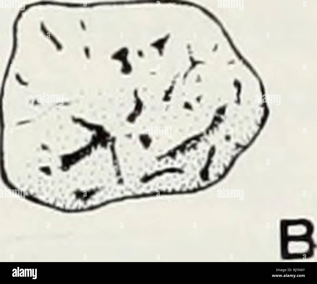 . Athlon : essays on palaeontology in honour of Loris Shano Russell ...