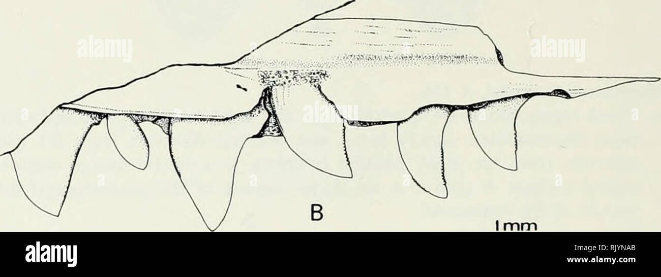 Proterosuchus Skeletal