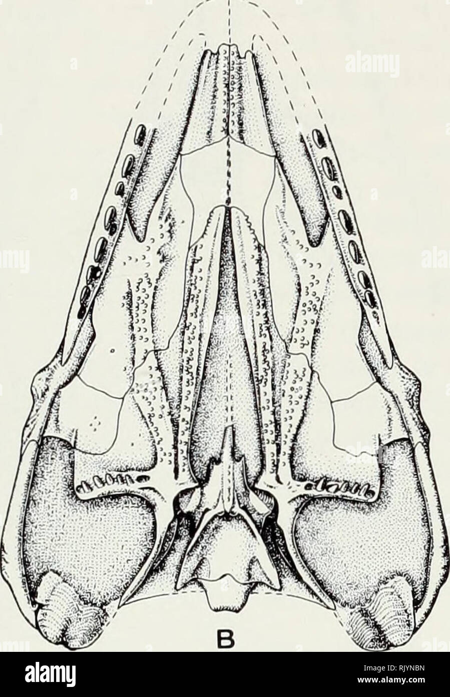 . Athlon : essays on palaeontology in honour of Loris Shano Russell ...