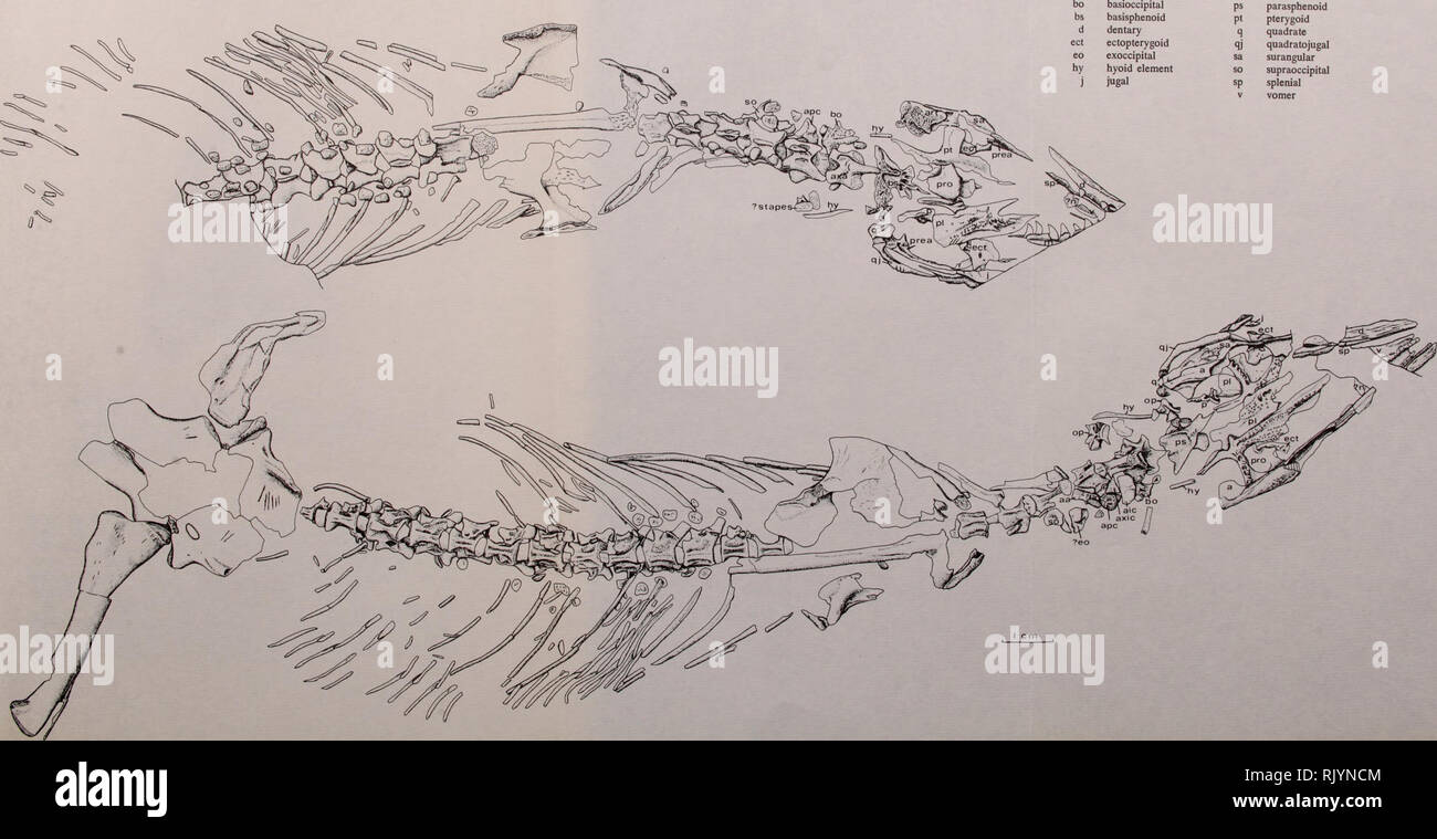 Heleosaurus sp hi-res stock photography and images - Alamy