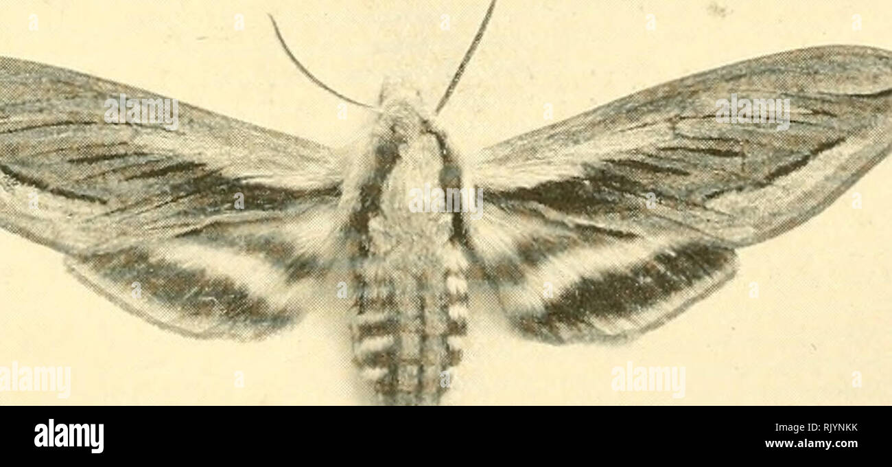 Sphinx gordius hi-res stock photography and images - Alamy